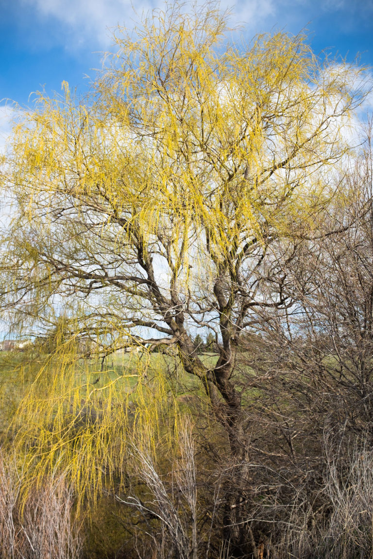 Willow Tree, #19 – Joe Pallen